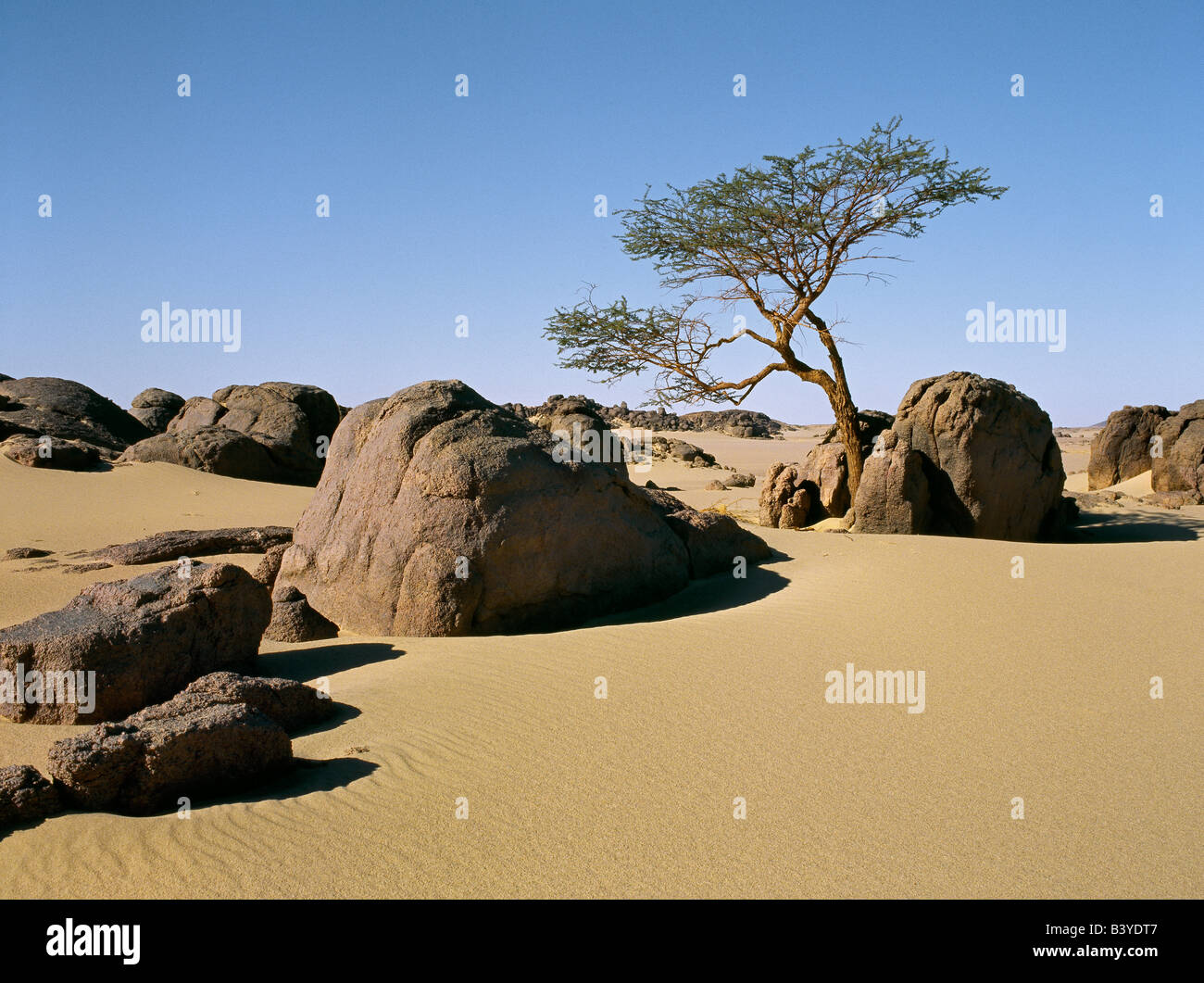 Sudan, Nubian Desert. A lone Acacia tree struggles to survive among ...