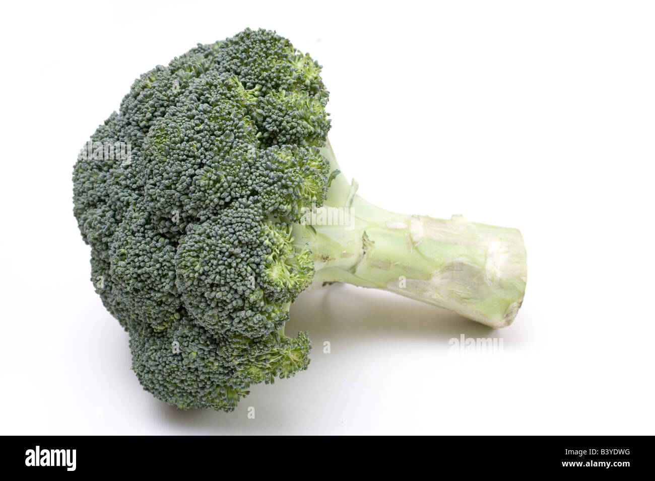 A large head of organic broccoli Stock Photo - Alamy
