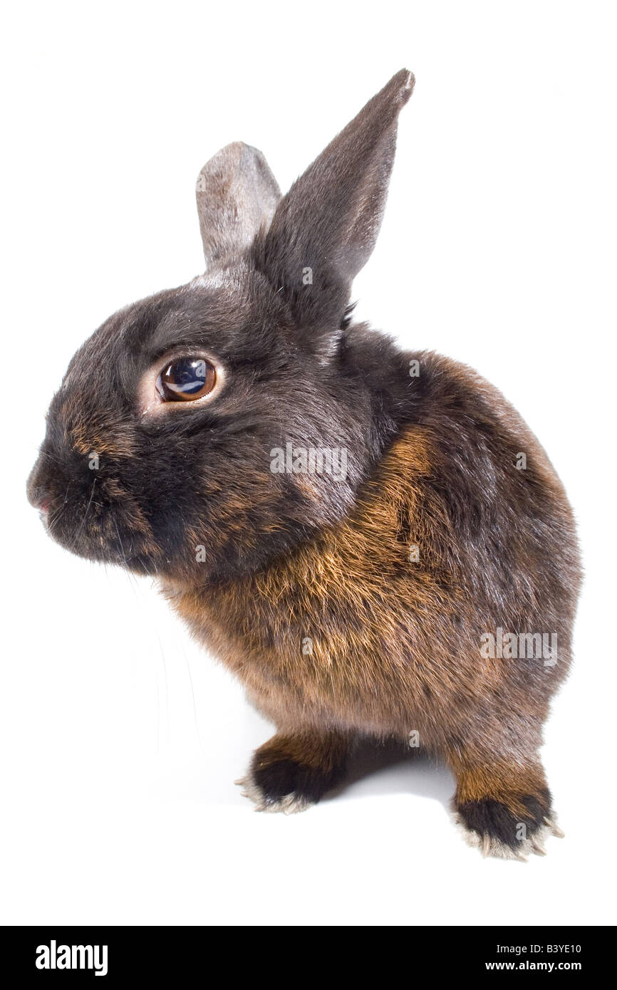 Oliver a black dwarf rabbit Stock Photo - Alamy