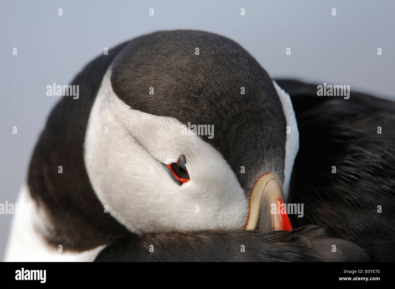 Atlantic Puffins, Machias Seal Island, Maine, United States of America ...