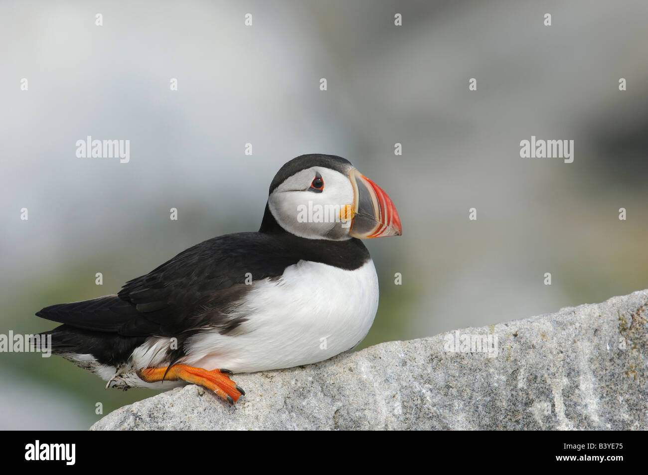 Atlantic puffins usa hi-res stock photography and images - Alamy