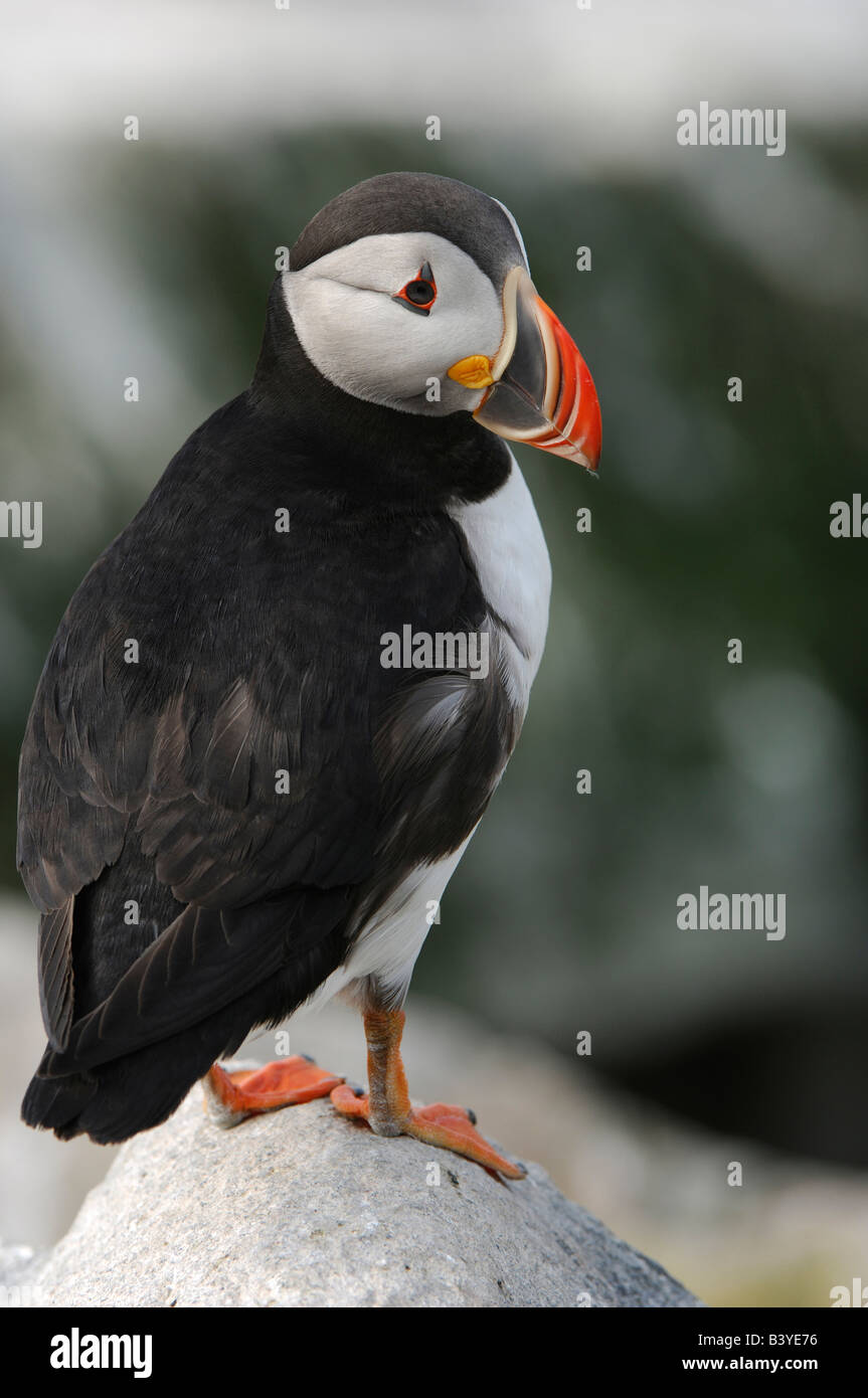 Atlantic puffins usa hi-res stock photography and images - Alamy
