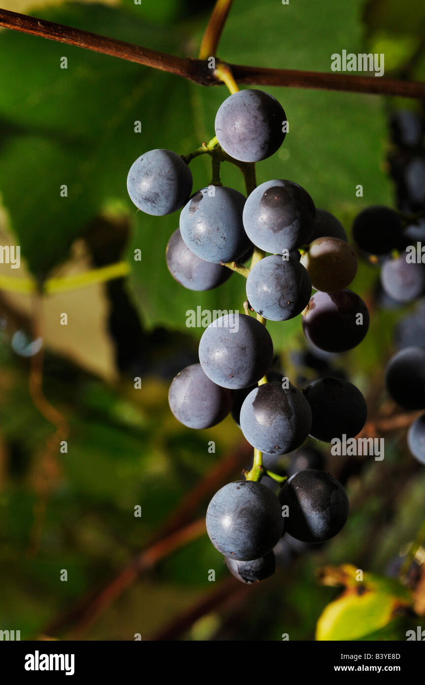The sour grapes bunch hi-res stock photography and images - Alamy