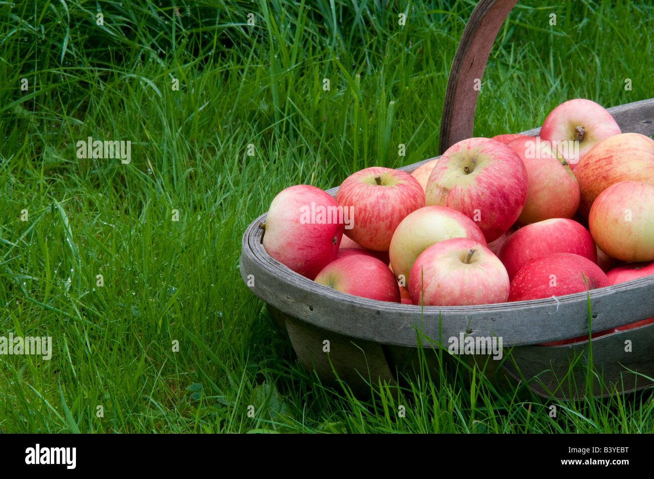 English Country Apple Harvest Stock Photo - Alamy