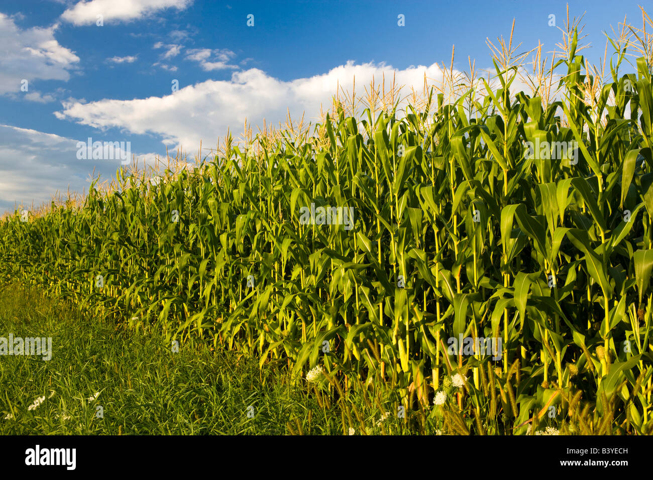 A corn field on a farm in Pepperell, Massachusetts Stock Photo - Alamy