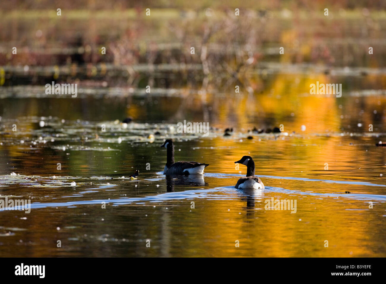 Canada Geese at the Ewell Reservation in Rowley Massachusetts USA Stock ...