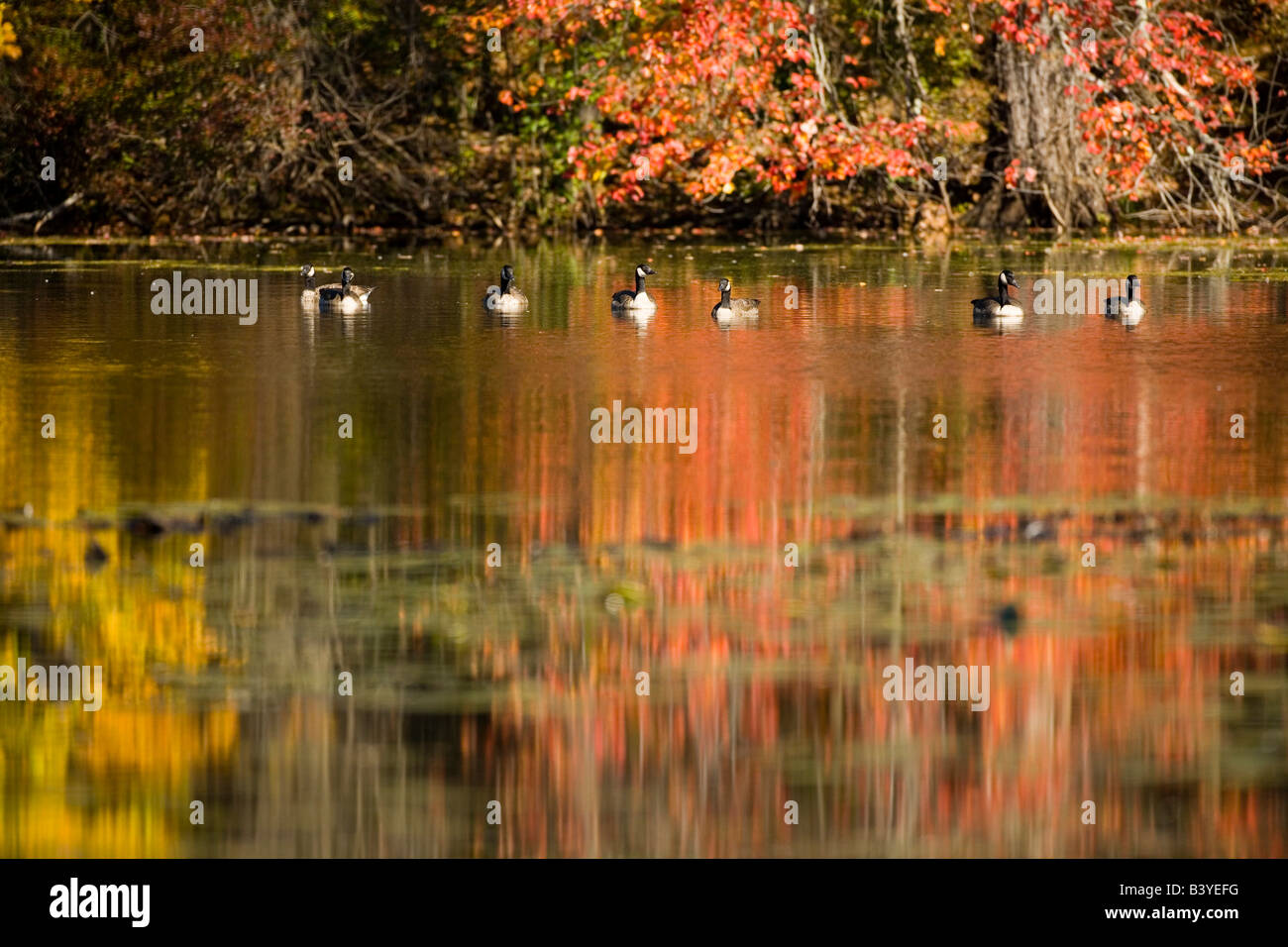 Rowley canada hi-res stock photography and images - Alamy