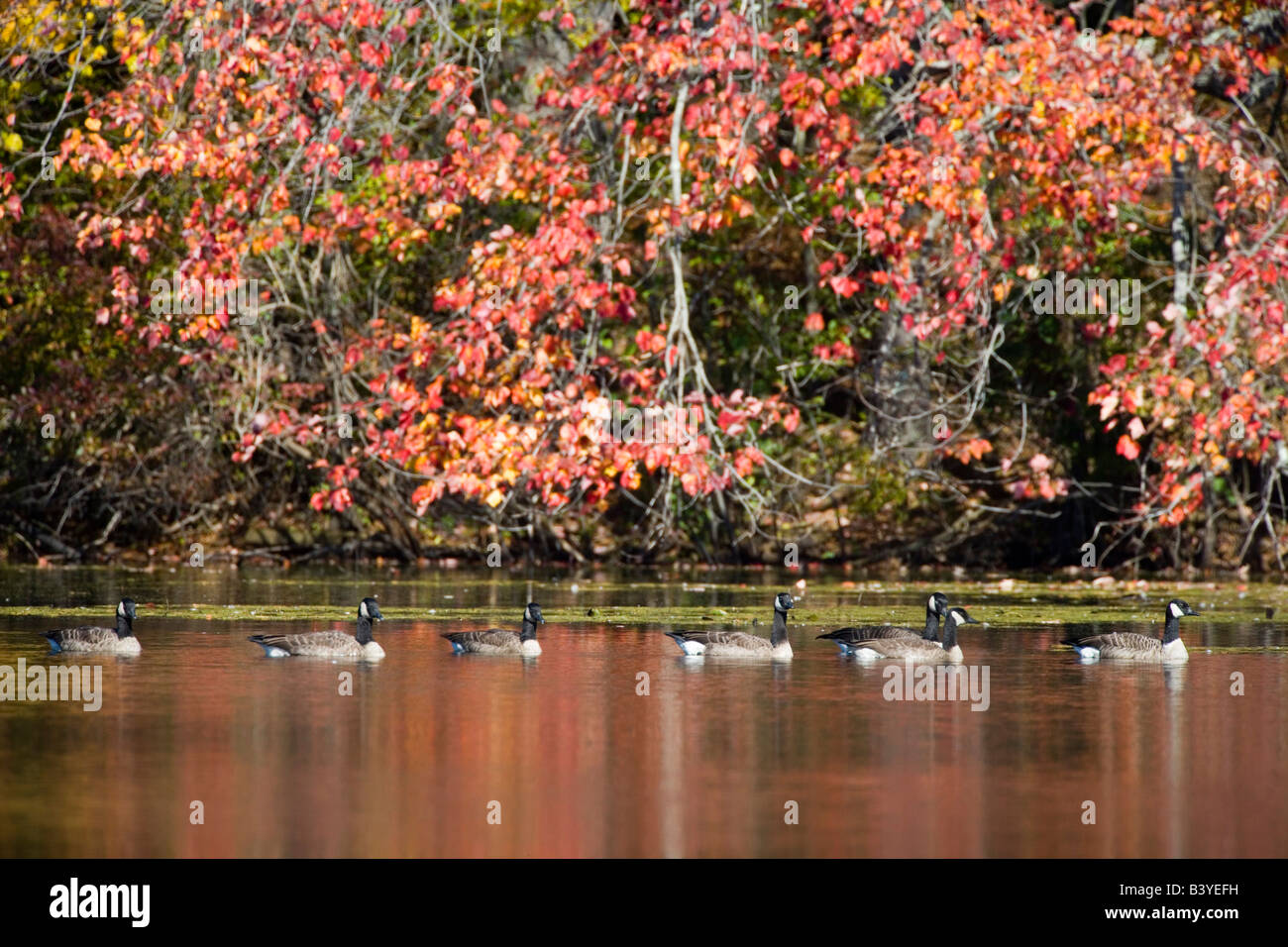 Canada Geese and fall reflections in Upper Mill Pond at the Ewell ...