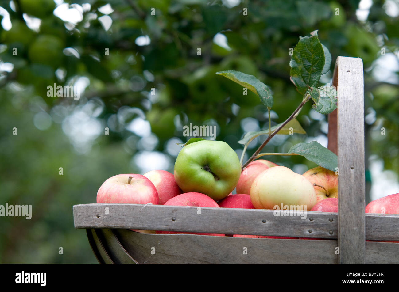 English Country Apple Harvest Stock Photo - Alamy