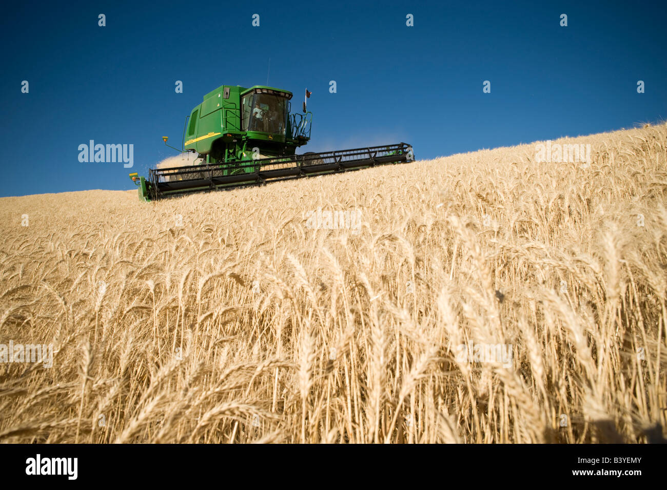 Wheat Harvest in Palouse, Washington, USA Stock Photo - Alamy