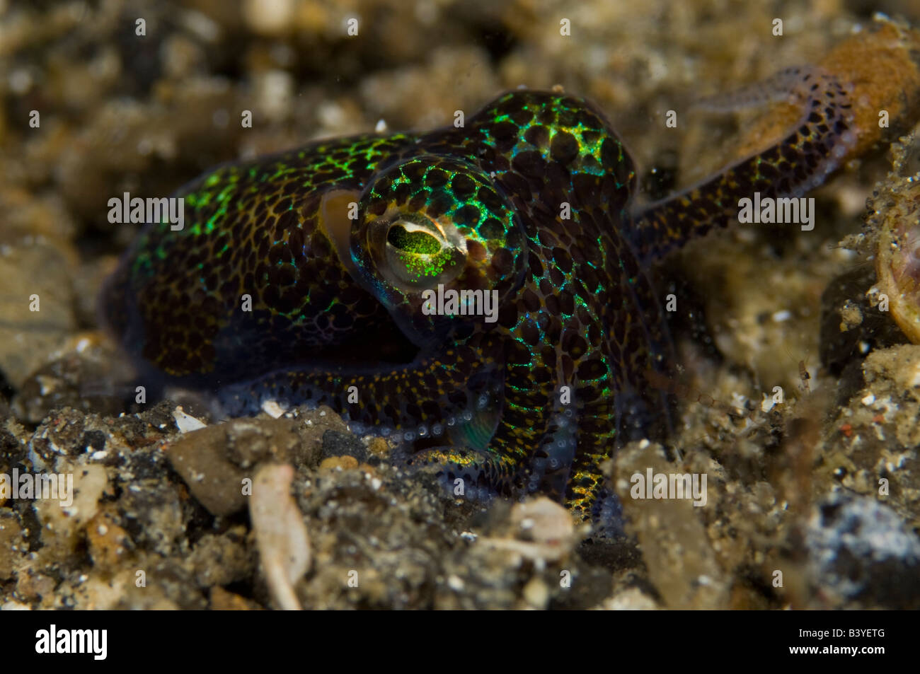 Bobtail squid hi-res stock photography and images - Alamy