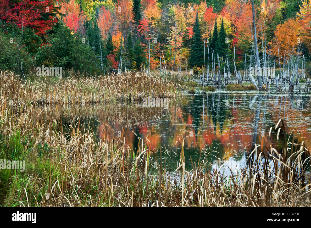 USA, Michigan, Upper Peninsula. Bog in autumn foliage Stock Photo - Alamy