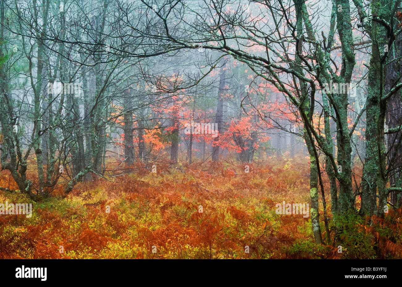 USA, Michigan, Upper Peninsula. Fall foliage in fog Stock Photo - Alamy