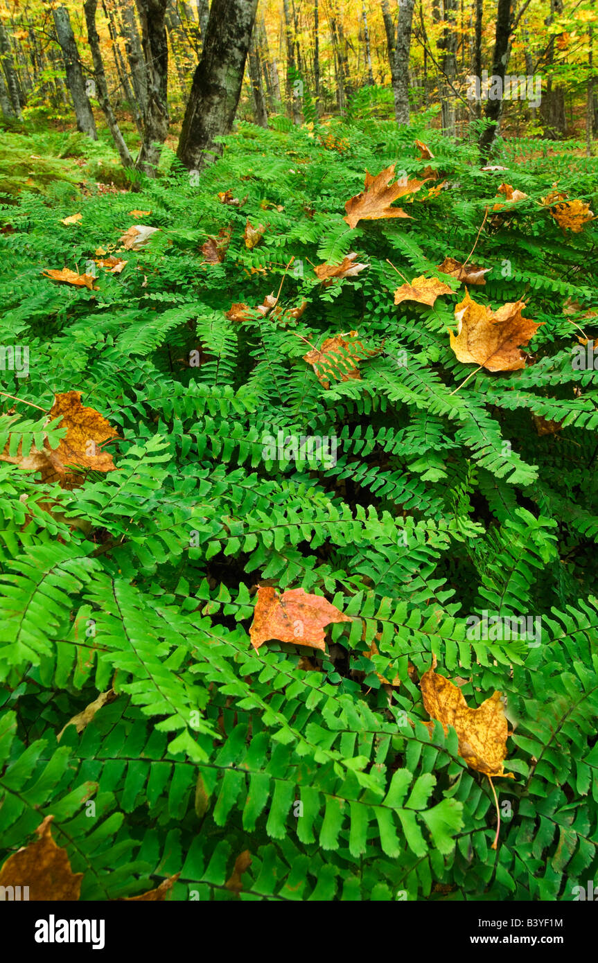 USA, Michigan, Upper Peninsula. Fallen leaves on ferns in forest Stock ...