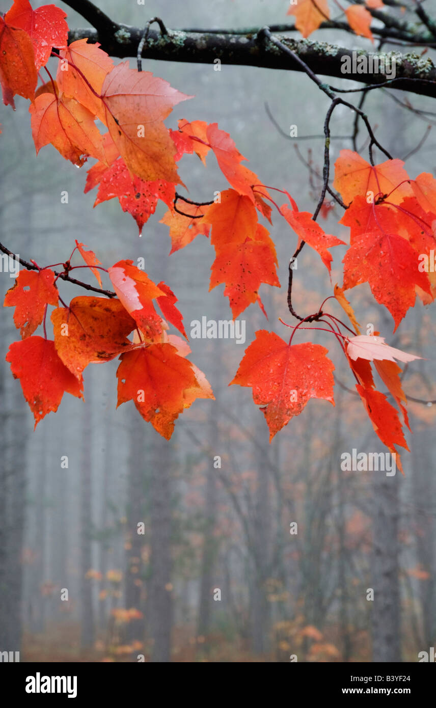 USA, Michigan, Upper Peninsula. Red maple leaves hang from limb in ...