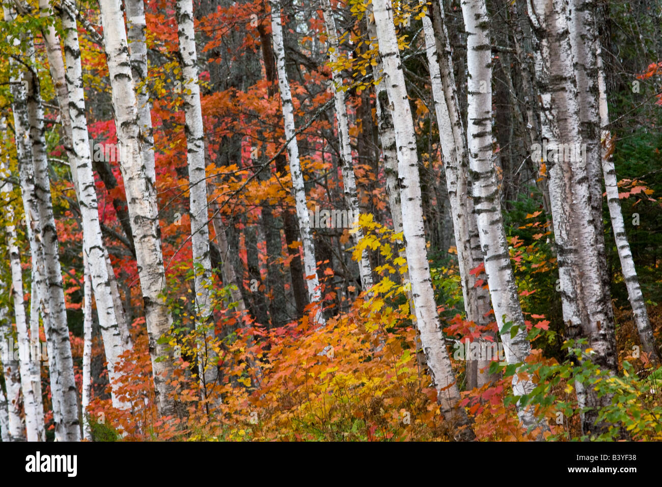 Fall color lines gravel road in the Keweenaw Penninsula in the UP of ...