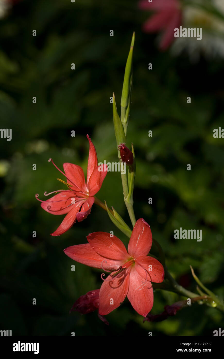 Cape lily hi-res stock photography and images - Alamy