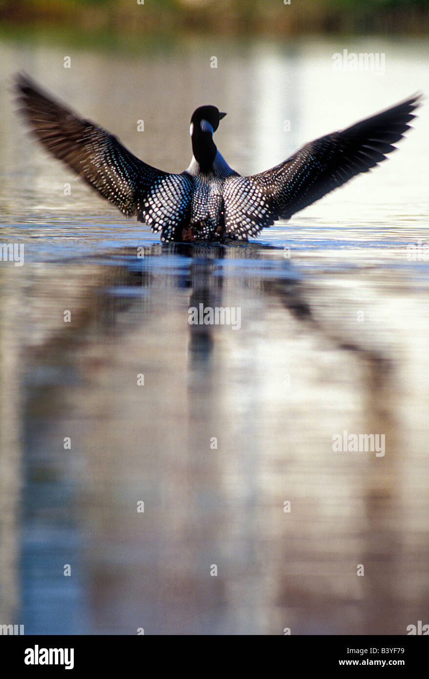 USA, Minnesota, Common Loon, Wing Streach, Leech Lake Stock Photo - Alamy