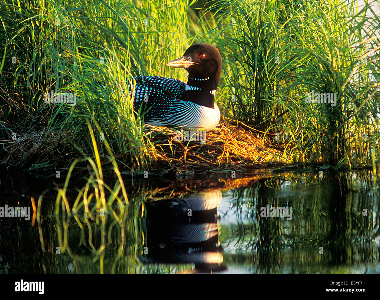 USA, Minnesota, Common Loon, Nest, Leech Lake Stock Photo - Alamy