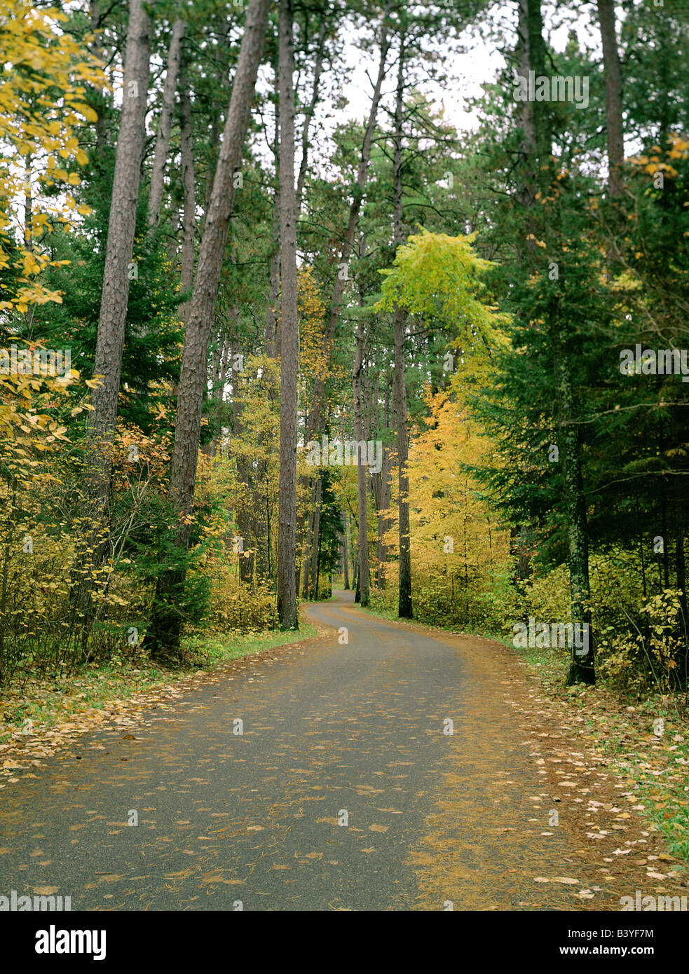 USA, Minnesota, Itasca Stae Park , Fall Wilders Drive Stock Photo - Alamy