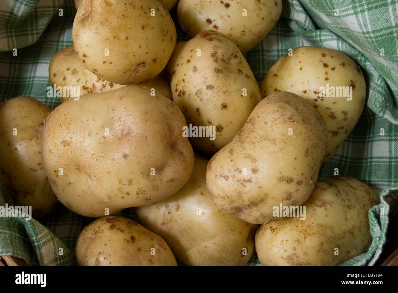Harvesting potatoes fresh potato hi-res stock photography and images ...