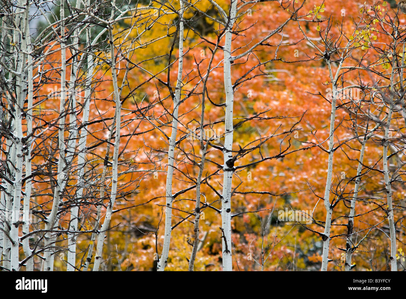 Aspen sapling trunks with autumn color in background in Glacier ...
