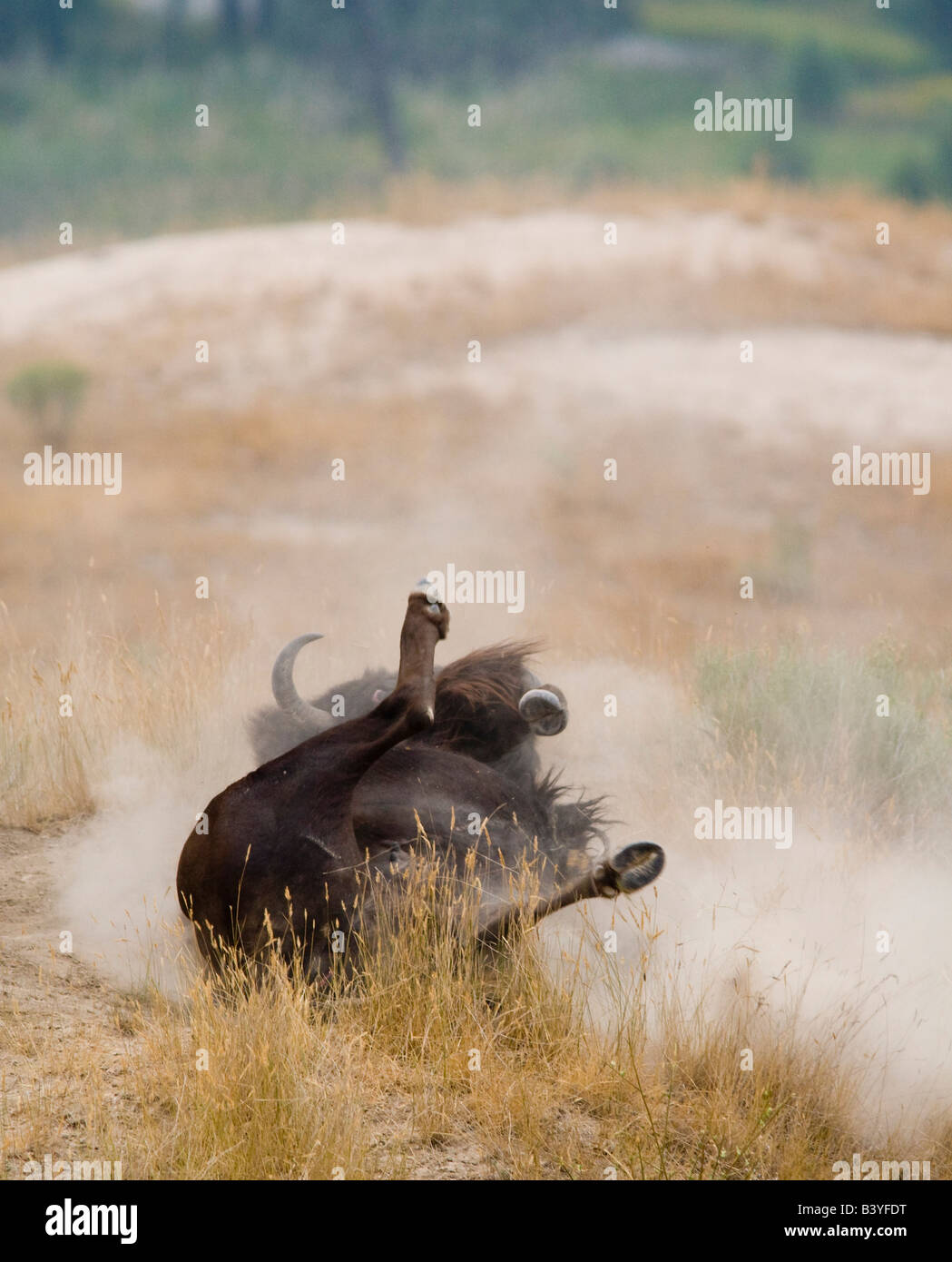 Bison bull taking a dust bath in wallow at the National Bison Range in ...