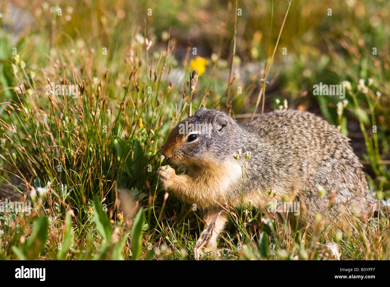 Columbian Ground Squirrel feeds on grasses at Logan Pass in Glacier ...