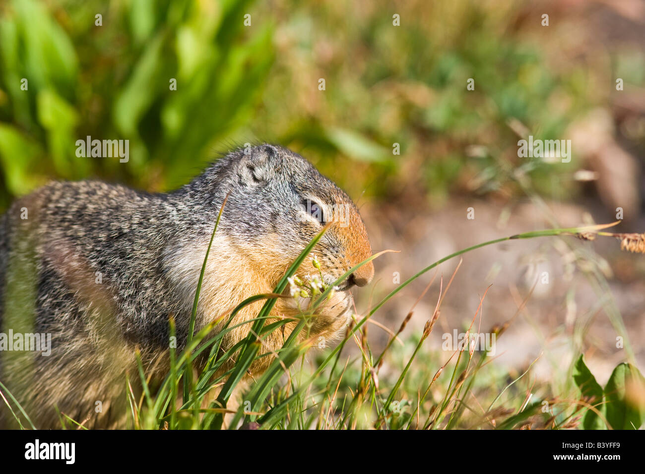 Columbian Ground Squirrel feeds on grasses at Logan Pass in Glacier ...