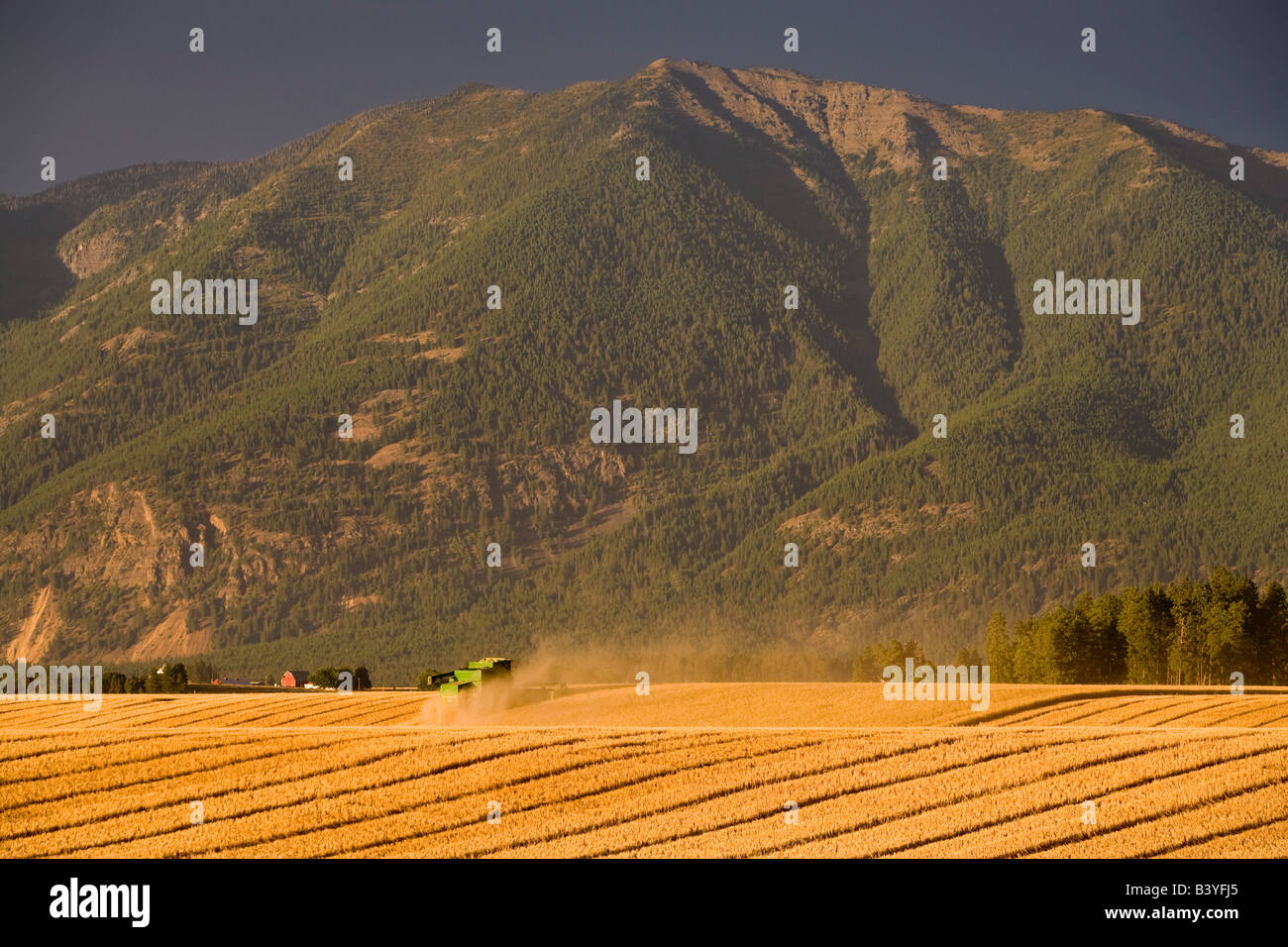 Wheat harvesting in montana hi-res stock photography and images - Alamy