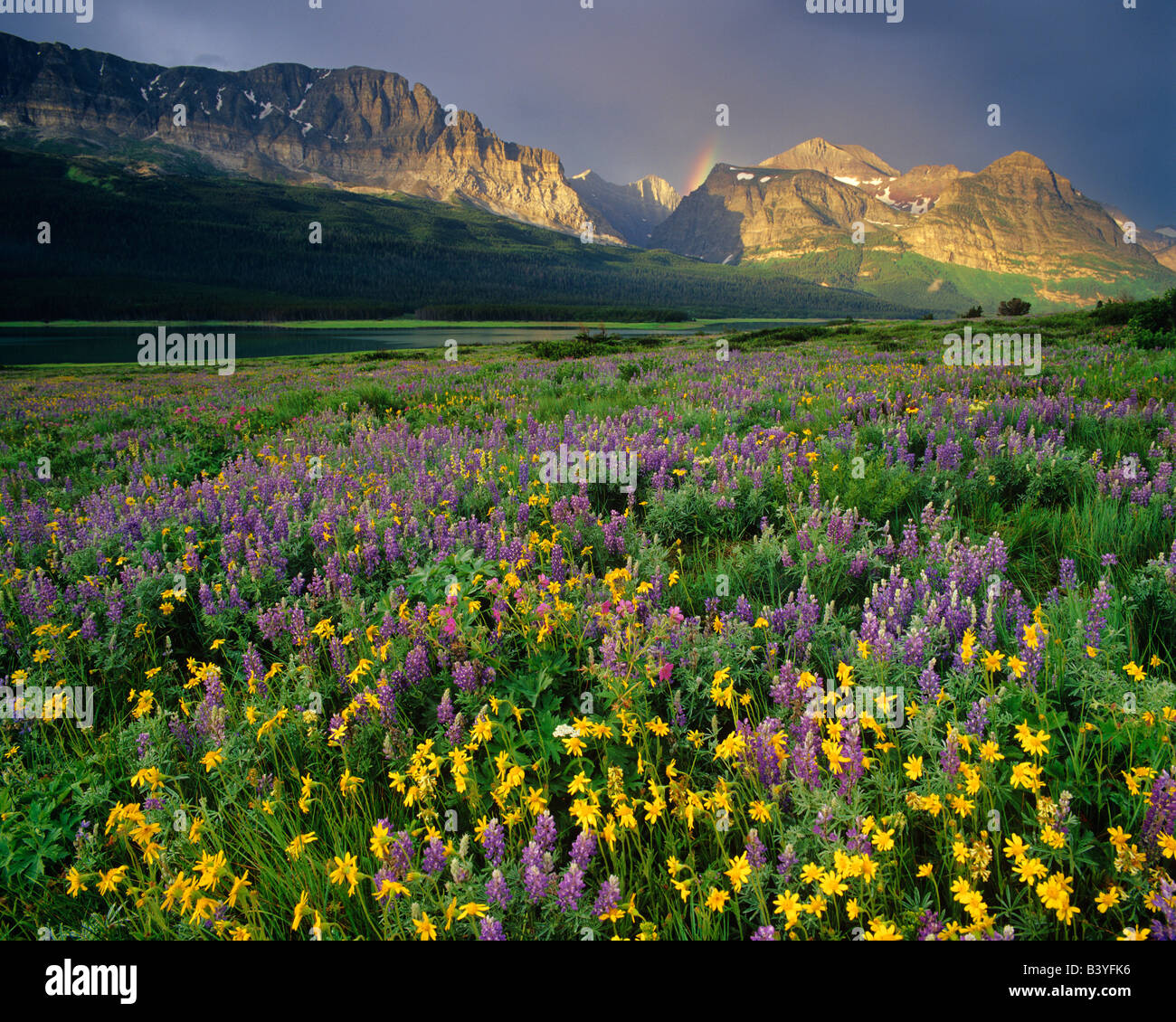 Prairie wildflowers fill meadow near Lake Sherburne in the Many Glacier Valley of Glacier ...