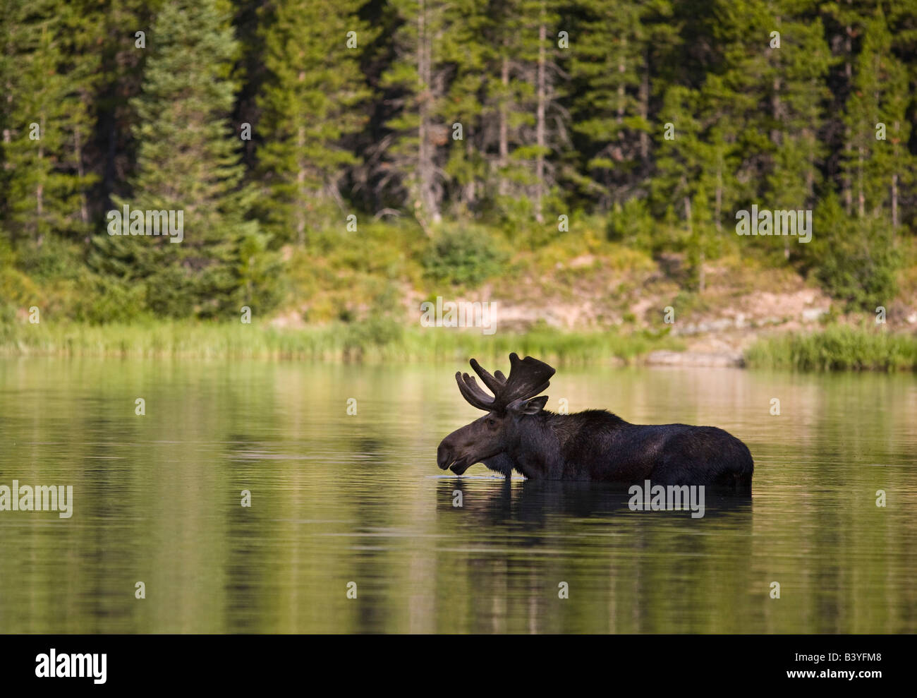 Bull moose feed in Fishercap Lake in Glacier National Park in Montana ...