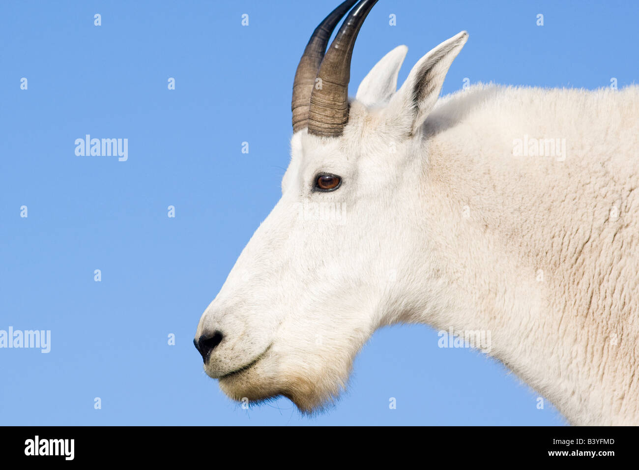 Mountain Goat Billy portrait at Logan Pass in Glacier National Park in ...