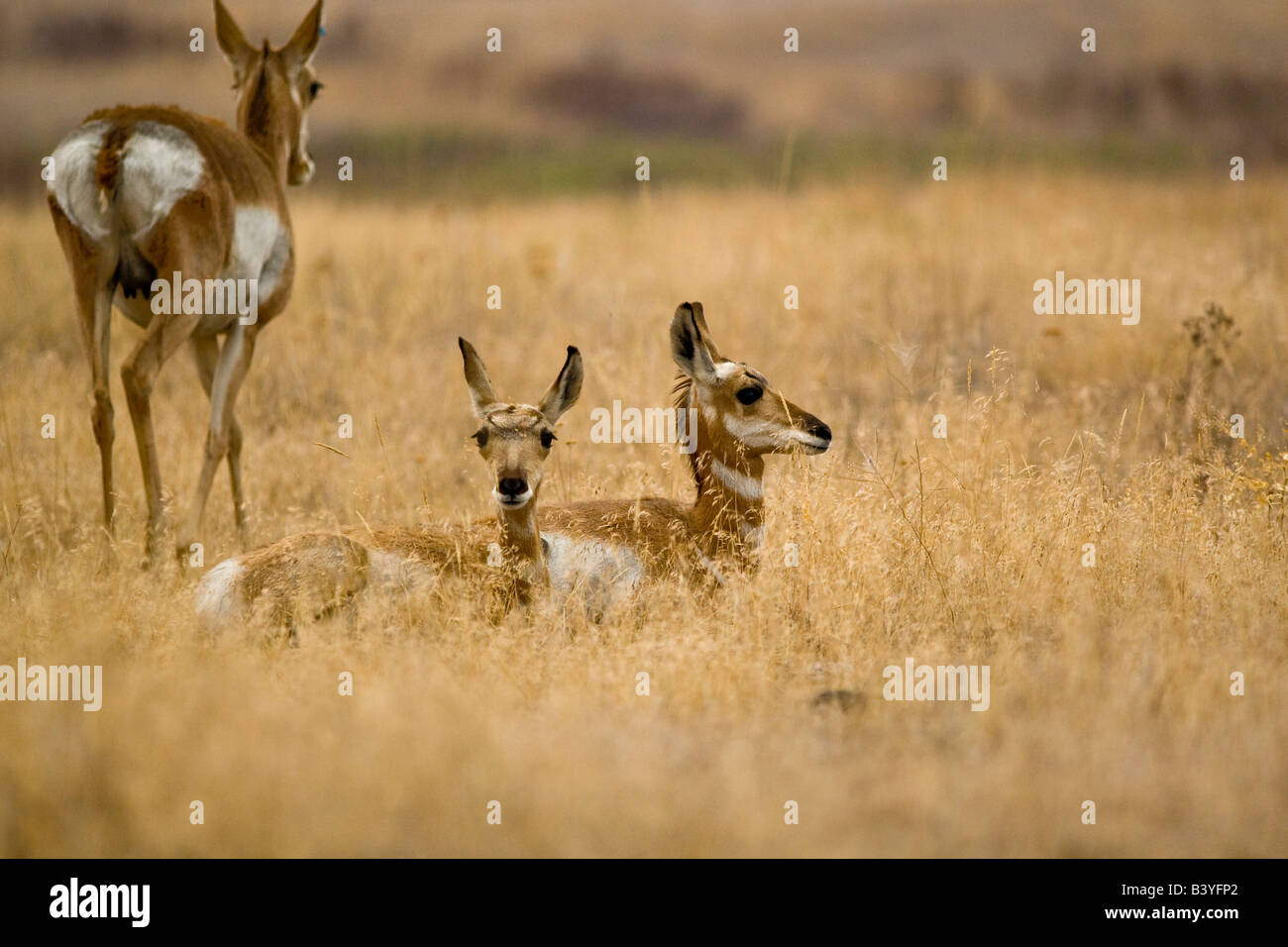 Pair of pronghorn antelope fawns with female doe in the grasses at the ...