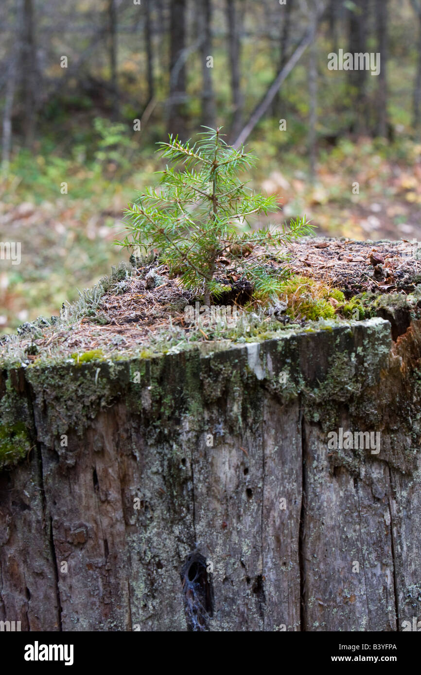 Young douglas fir tree grows in the stump of a logged tree in the ...