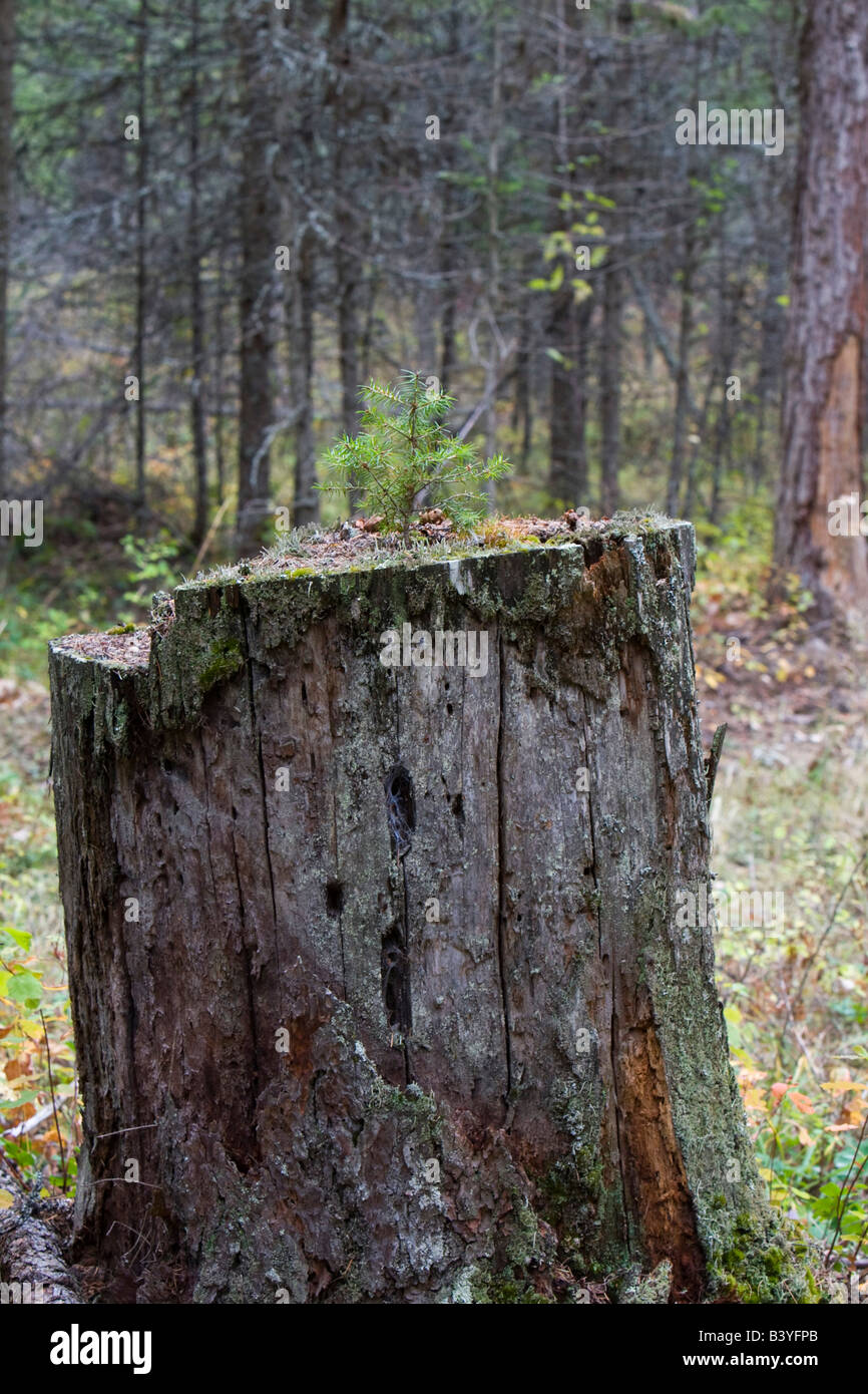 Young douglas fir tree grows in the stump of a logged tree in the ...