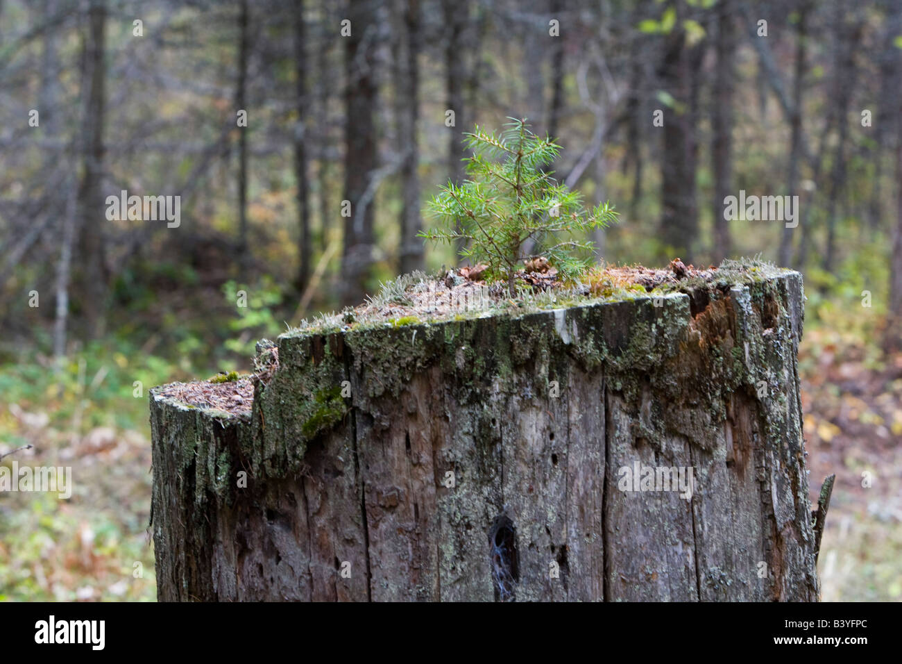 Young douglas fir tree grows in the stump of a logged tree in the ...