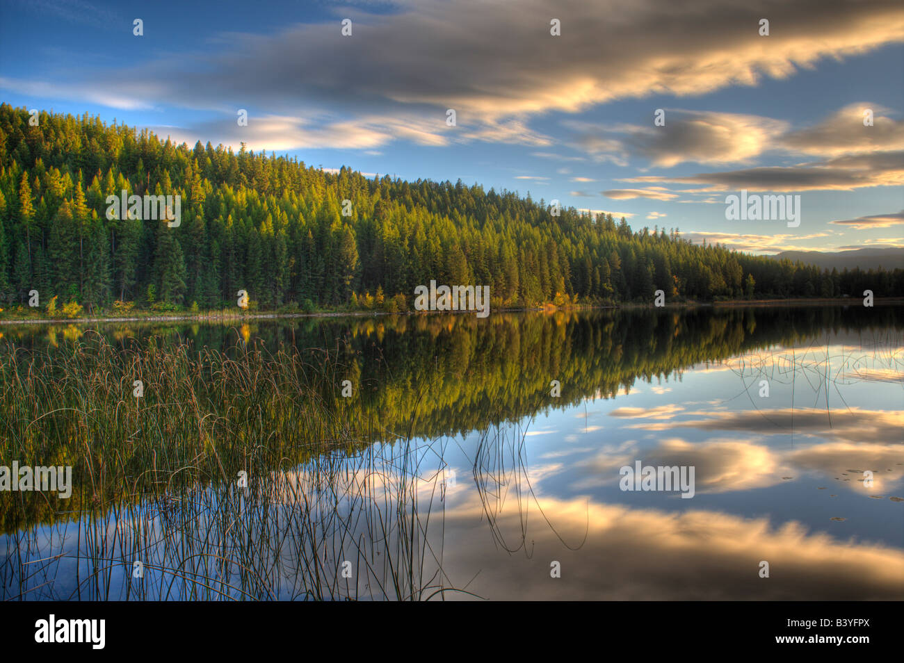 Stillwater state forest hi-res stock photography and images - Alamy