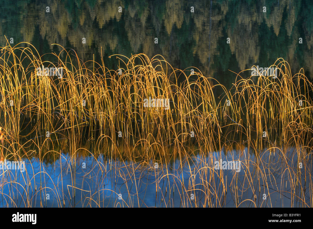 Cattail Reeds in days last light with tamarack reflection on Spencer ...