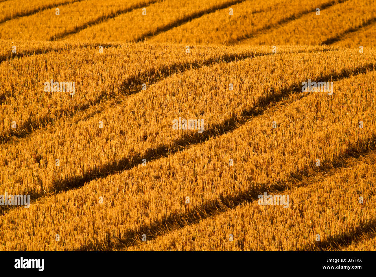 Patterns in freshly harvested wheat field made by combine wheels neat ...