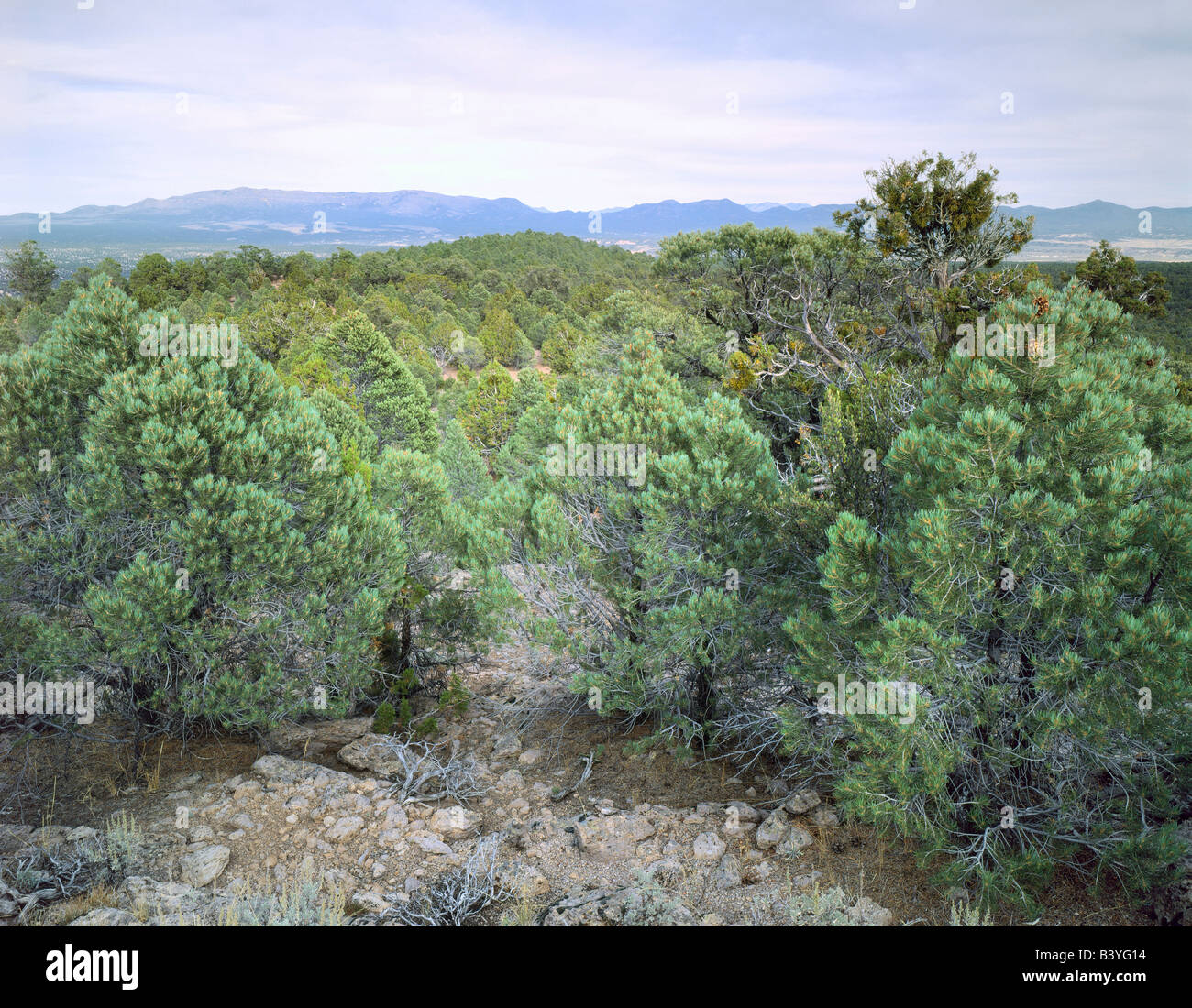 Pinyon Juniper High Resolution Stock Photography and Images - Alamy