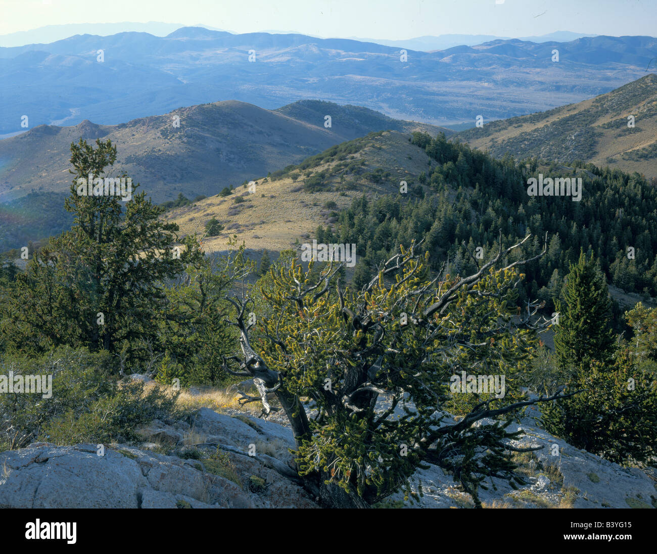 MT. GRAFTON WILDERNESS, NEVADA. USA. Bristlecone pine (Pinus longaeva ...