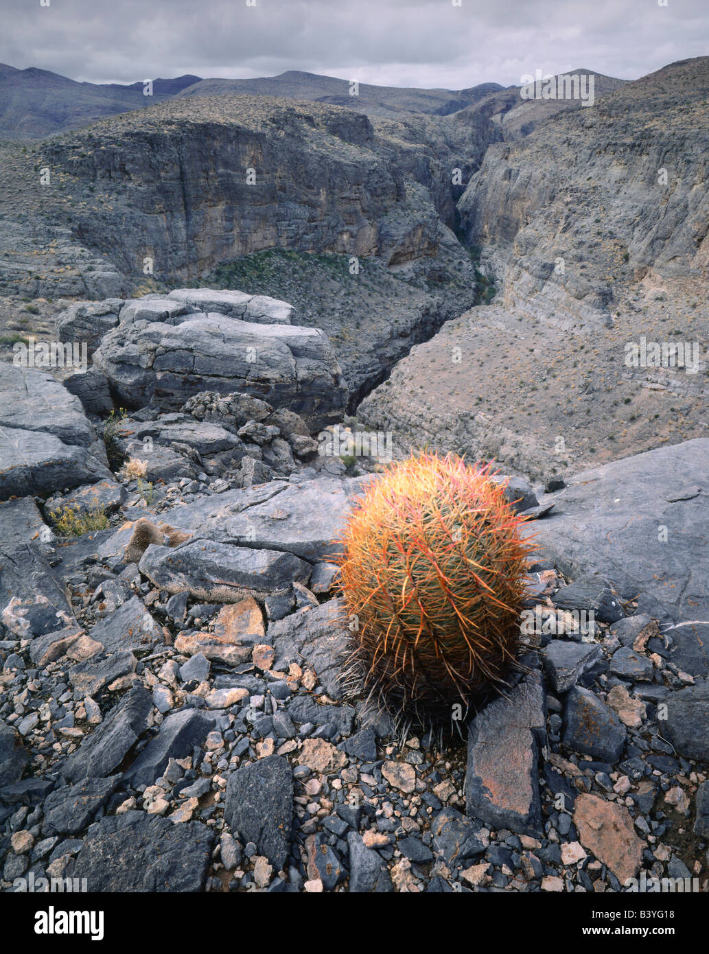 NEVADA. USA. Barrel cactus on limestone above narrow slot of Arrow ...