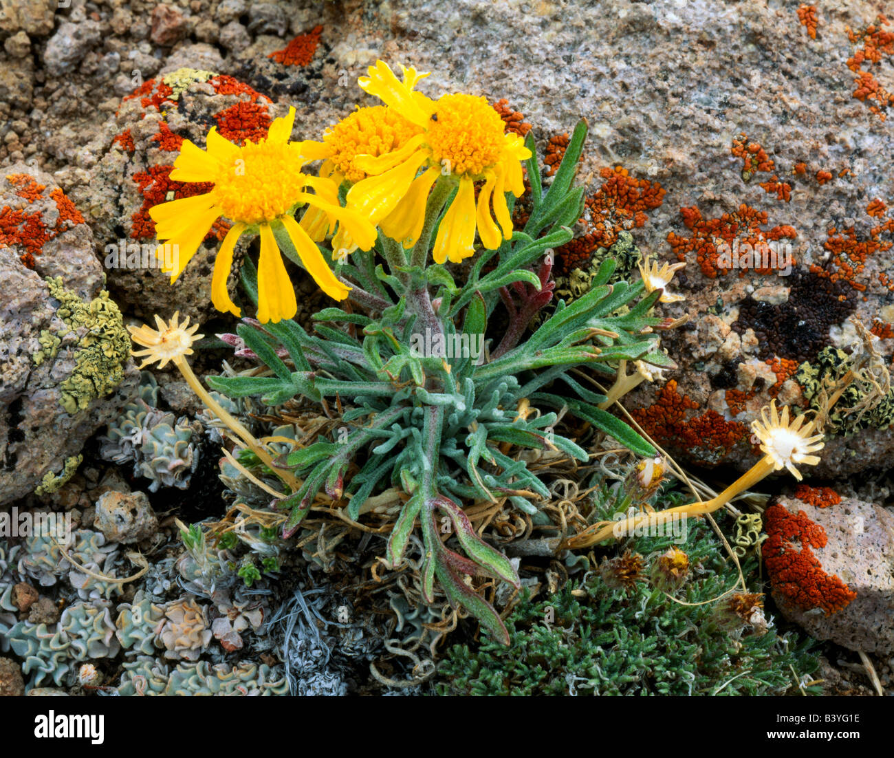 ARC DOME WILDERNESS, NEVADA. USA. Hymenoxys in bloom on crest of ...