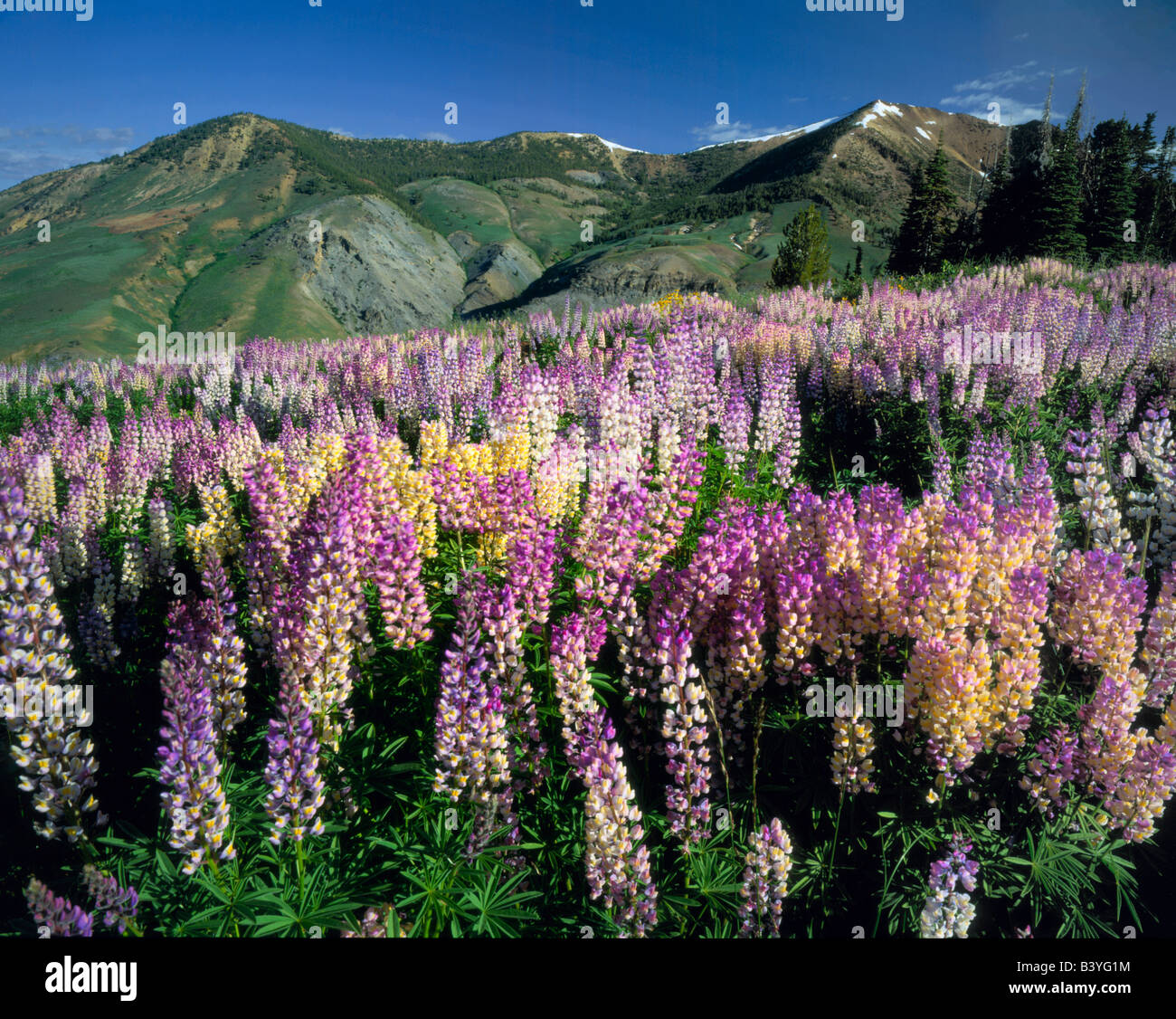 JARBIDGE WILDERNESS, NEVADA. USA. Spur lupine & wyethia . Jarbidge ...