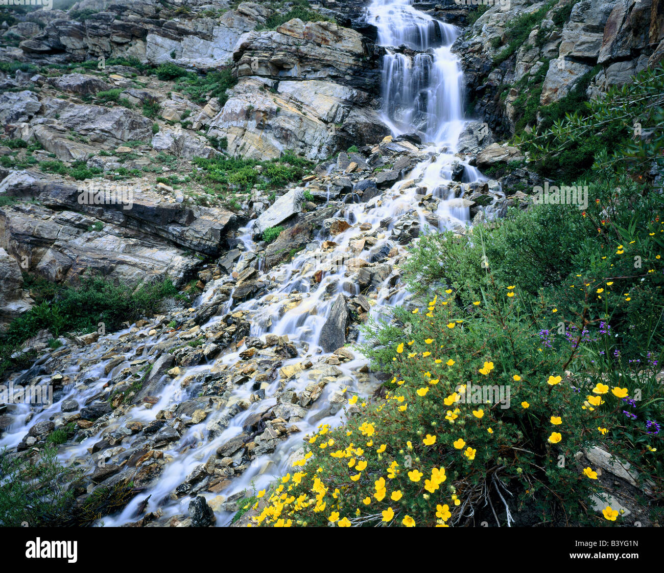 NEVADA. USA. Waterfall & cinquefoil. Cirque above Angel Lake, East ...