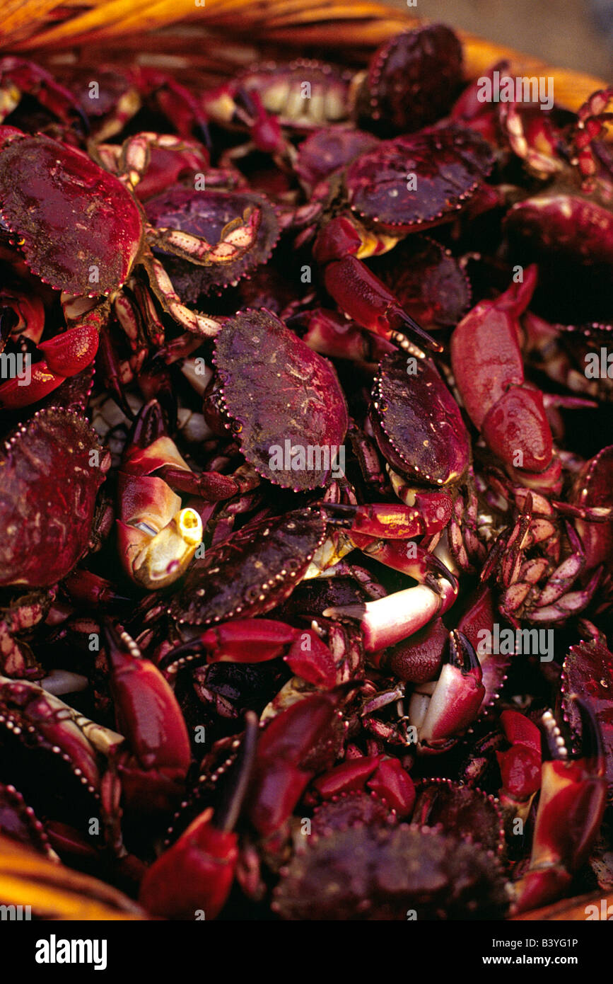 Peru, La Libertad, Huanchaco. Crabs are loaded into baskets from ...