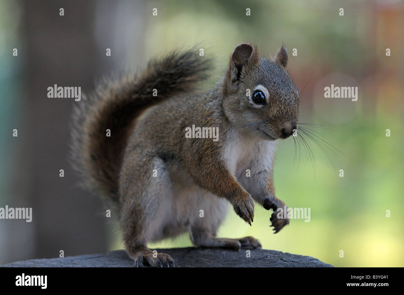 Full body squirrel hi-res stock photography and images - Alamy