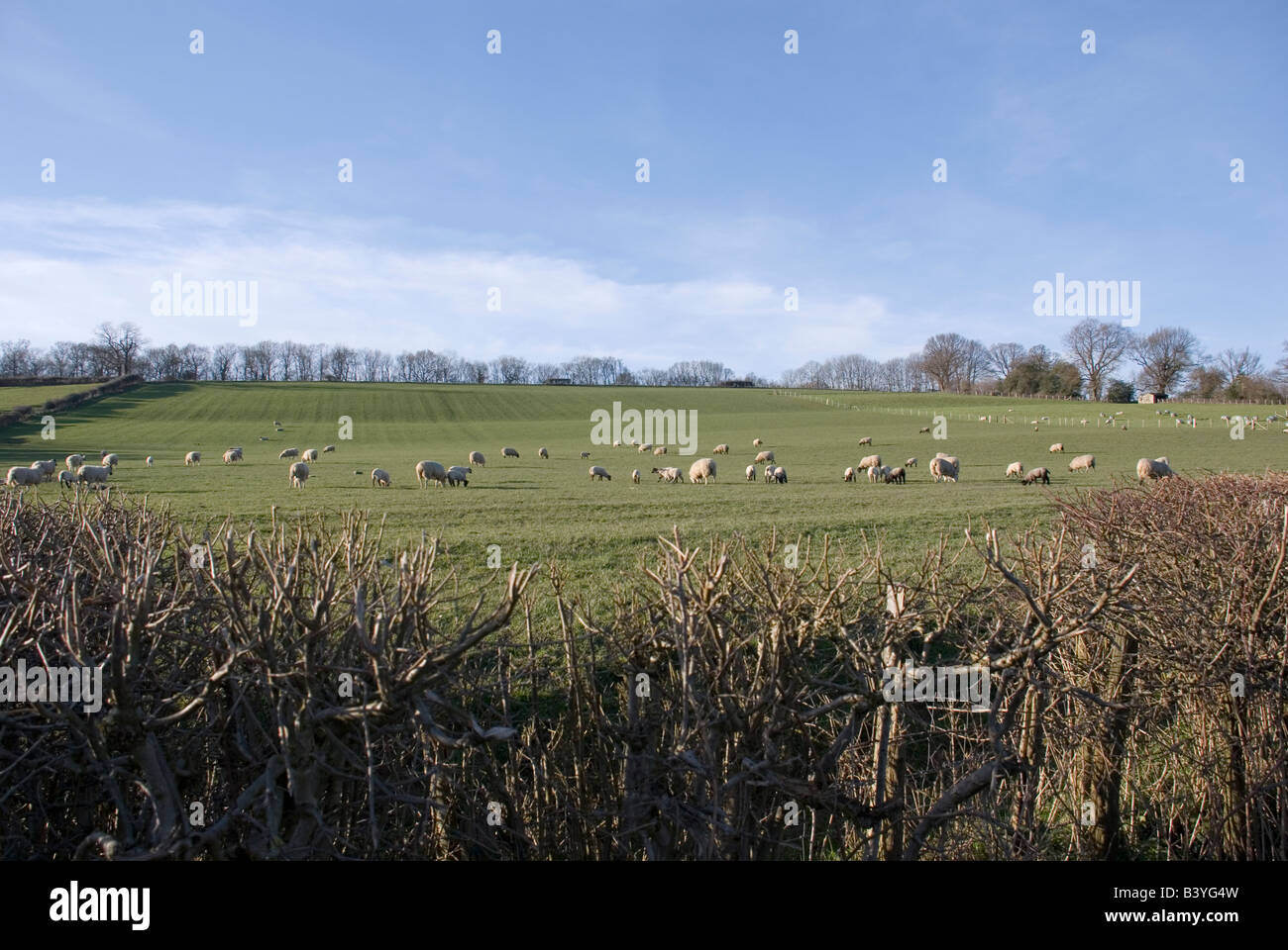 Lambs in Kent Stock Photo - Alamy