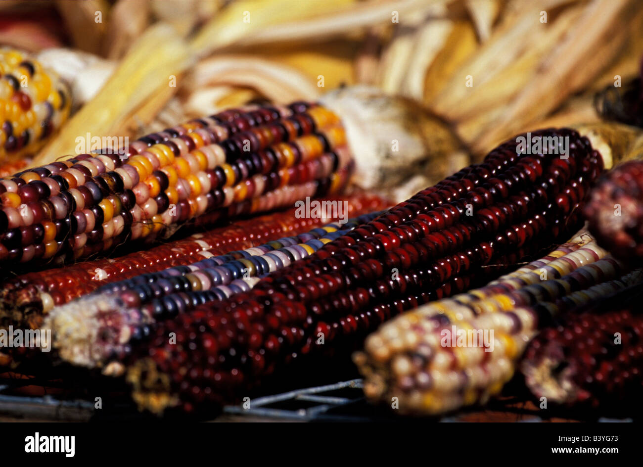 North America, United States, New England. Colorful Indian corn Stock ...